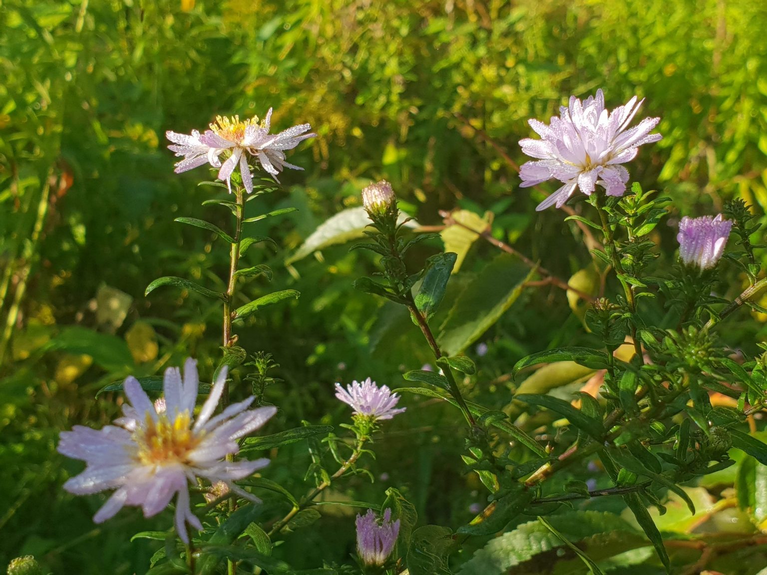 Originals October 2020 – Julia's Fairies